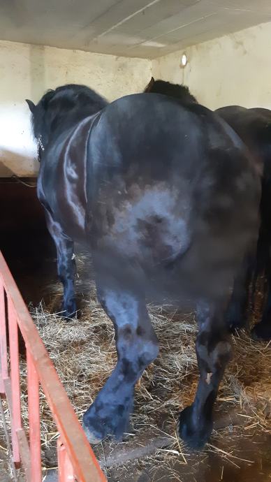 PASTUH HRVATSKI HLADNOKRVNJAK