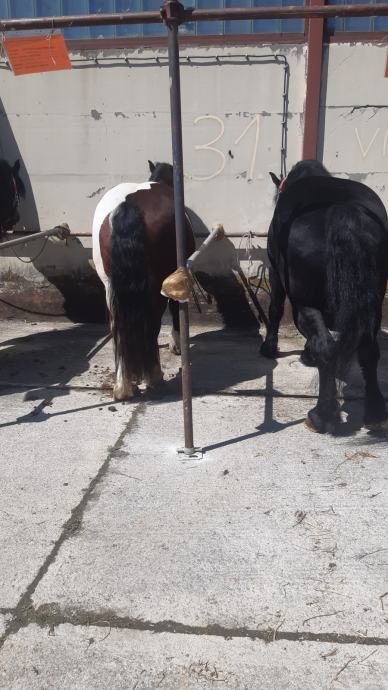 PASTUH HRVATSKI HLADNOKRVNJAK