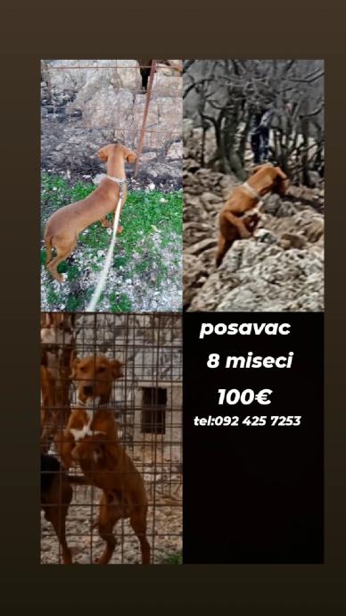 posavski gonić