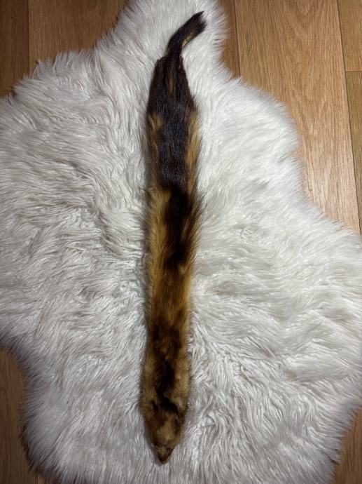 Preparirana kuna zlatica