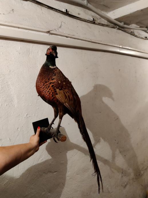 preparirana životinja - fazan