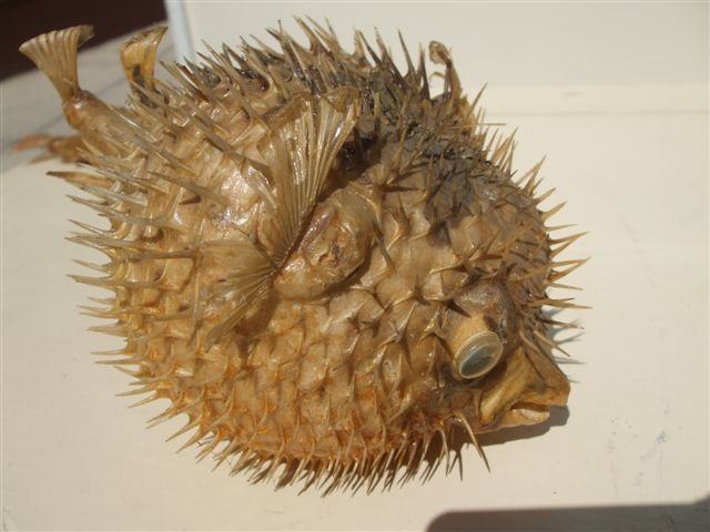 Preparirane zmije, riblje glave, rakovi i ribe