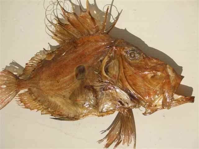 Preparirane zmije, riblje glave, rakovi i ribe