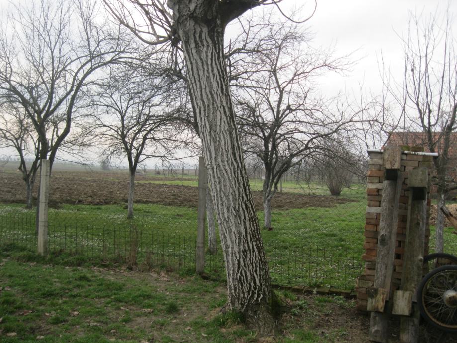 prodaja trupaca oraha