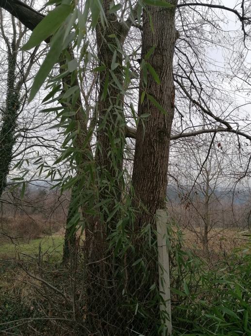 Prodaje se stablo Lipe