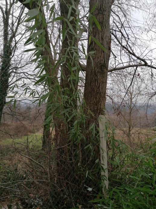 Prodaje se stablo Lipe