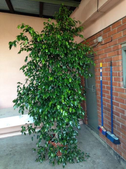 Prodajem cvijet Benjamin