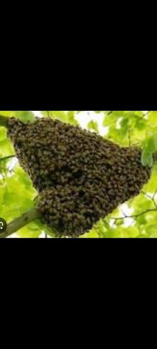 Prodajem rojeve pcela (rojene prorodnim putem)