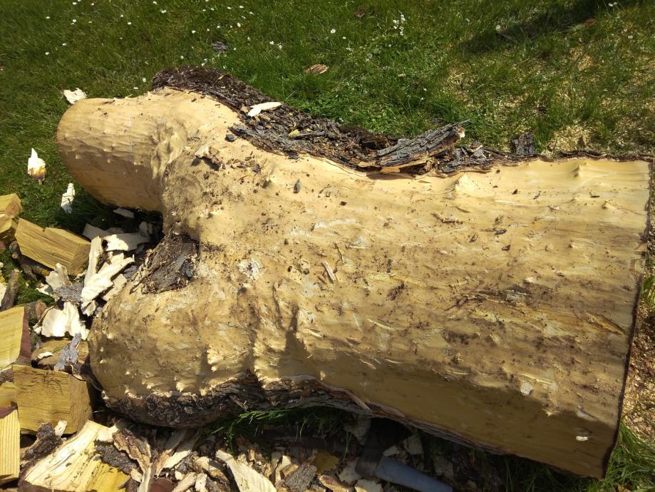 Prodajem stablo duda