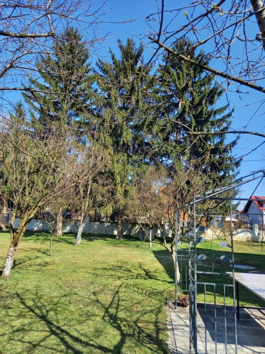 prodajem stablo oraha i 3 bora