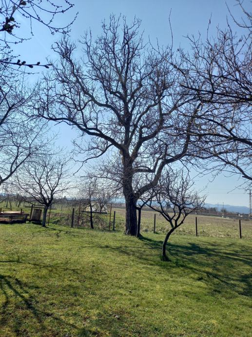 prodajem stablo oraha i 3 bora