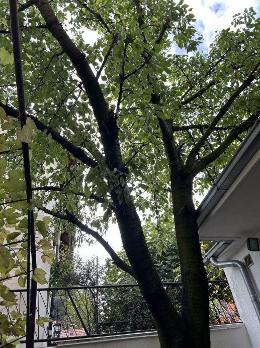 Prodajem stablo trešnje