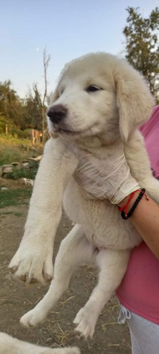 Prodajem stence S.Azijski ovcar