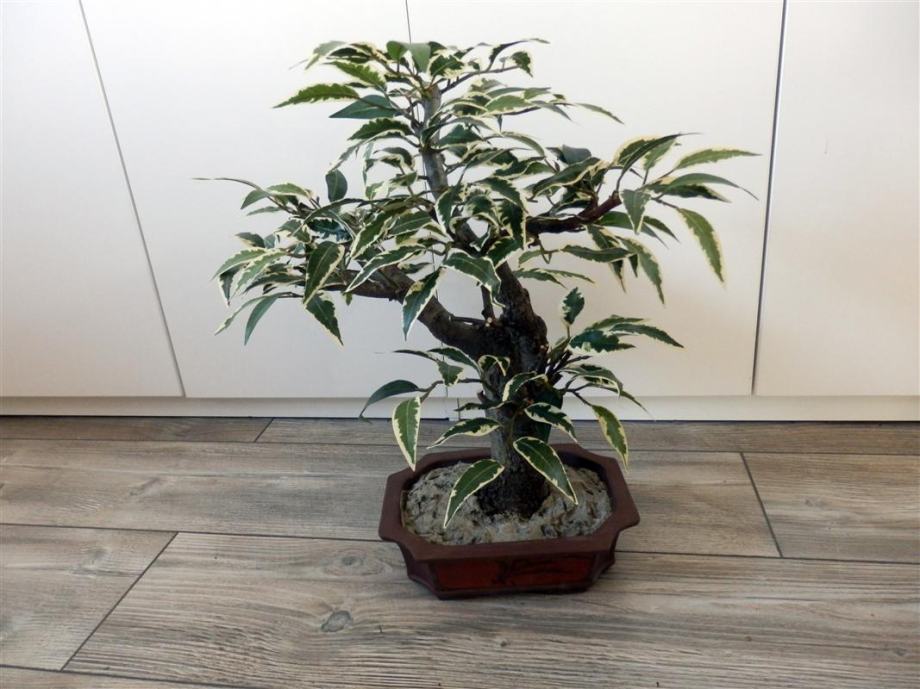 Razna UNIKAT bonsai drvca ( svileni listići - izgledaju kao pravi )