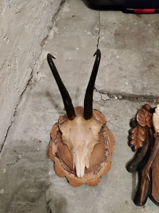 Rogovi divokoze i srnjaka