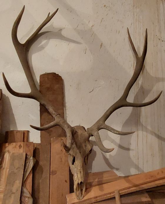 Rogovi jelena, srndaca, kljove vepra