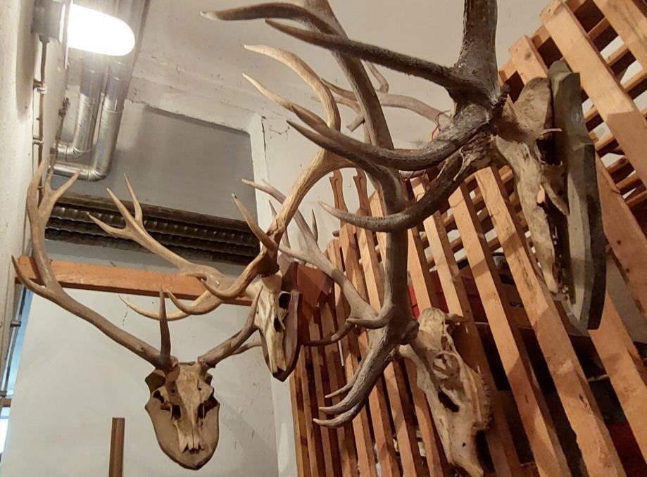 Rogovi jelena, srndaca, kljove vepra