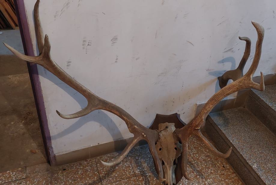 Rogovi jelena, srndaca, kljove vepra