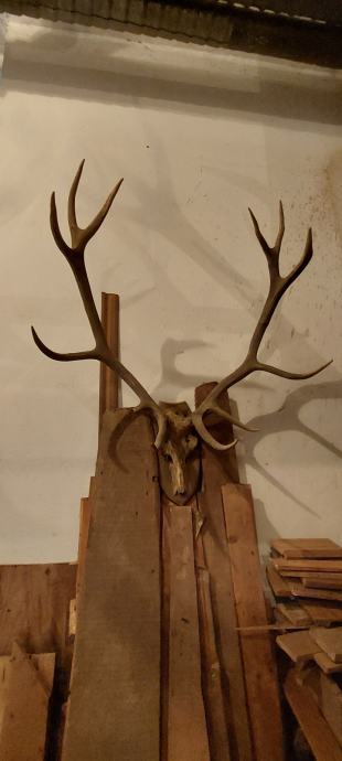 Rogovi jelena, srndaca, kljove vepra