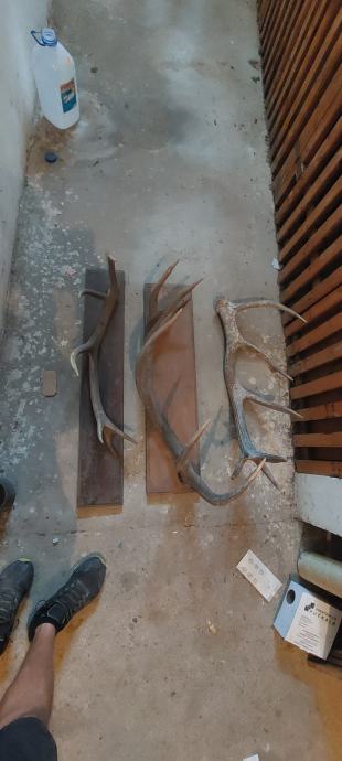 Rogovi jelena, srndaca, kljove vepra