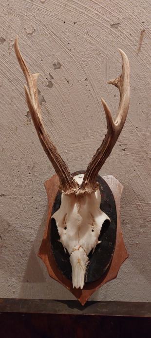 Rogovi jelena, srndaca, kljove vepra