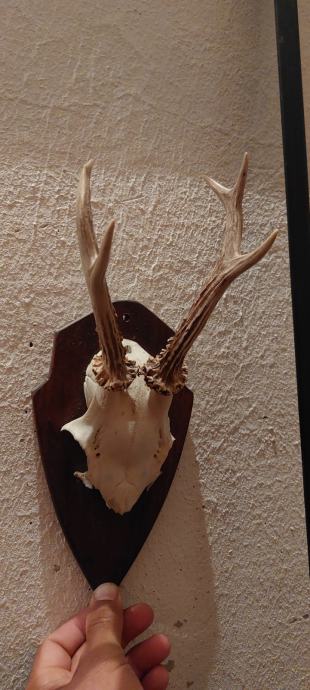 Rogovi jelena, srndaca, kljove vepra