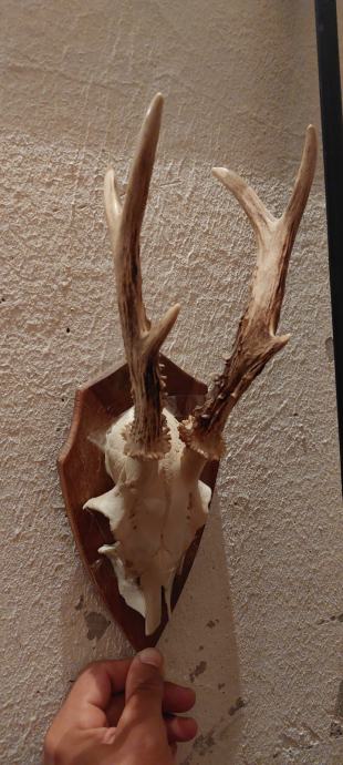 Rogovi jelena, srndaca, kljove vepra