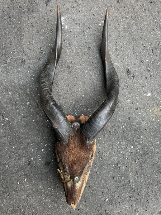 Rogovi antilope