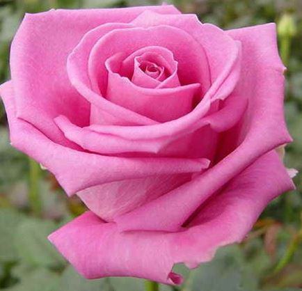 prodajem sadnice ruža