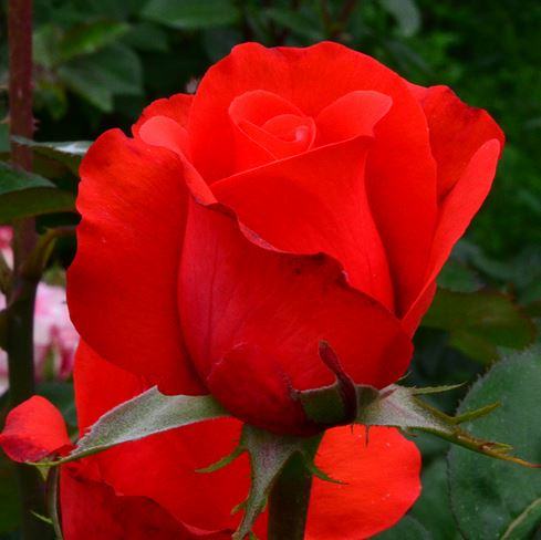 prodajem sadnice ruža