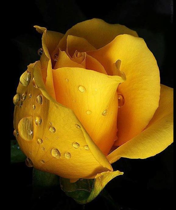 prodajem sadnice ruža