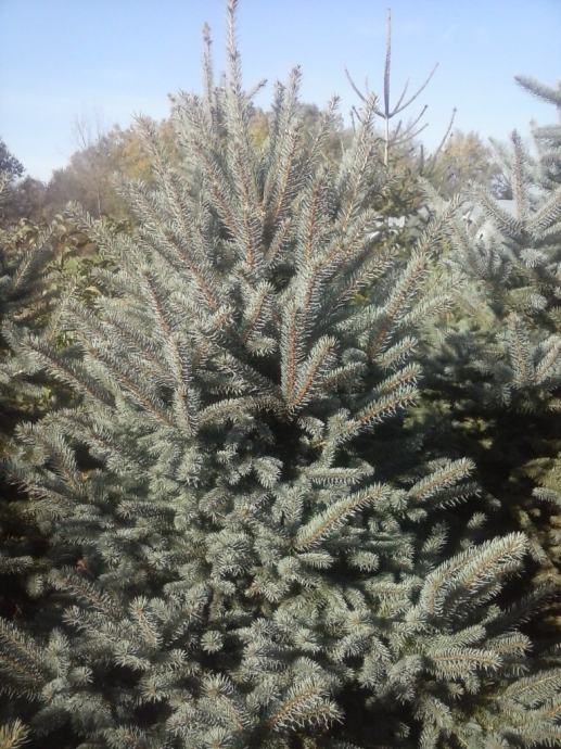 Sadnice ljesnjaka,reznice,jednogodisnje sadnice 4kn,BOZICNA DRVCA,KT.