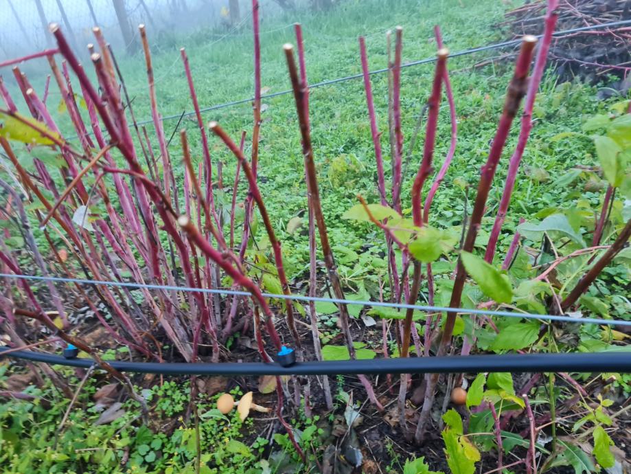 Sadnice maline stalnorađajuće - HIMBO TOP