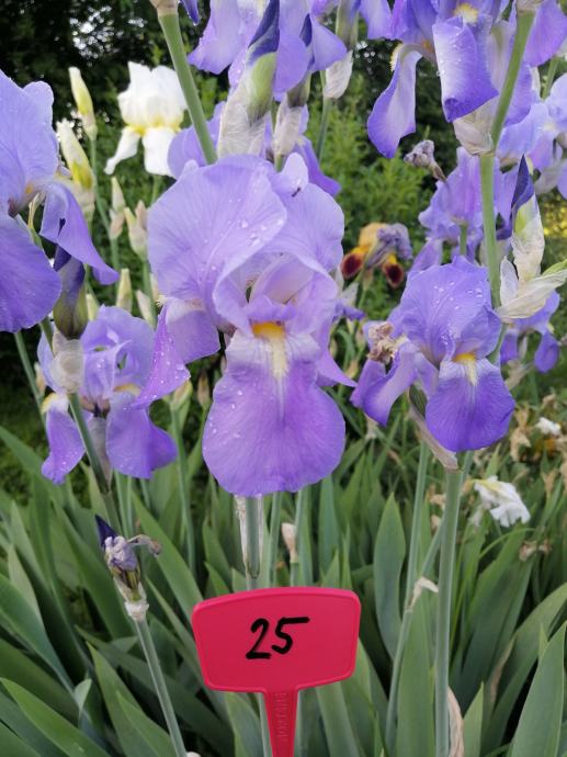 Sadnice perunika - prodaja