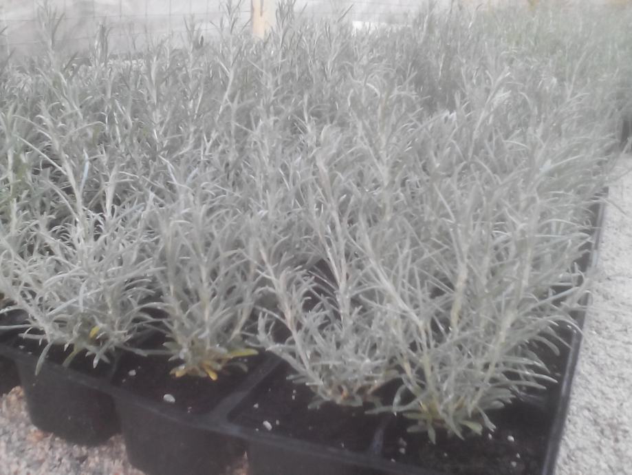 Sjeme SMILJA (helichrysum italicum seed)-NAJPOVOLJNIJE