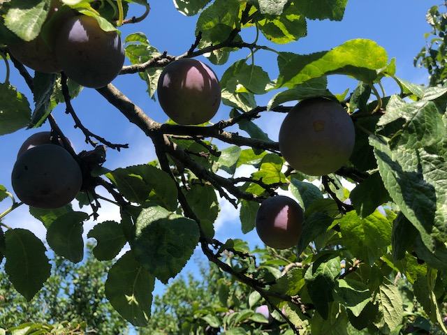 ŠLJIVA ČAČANKA RANA