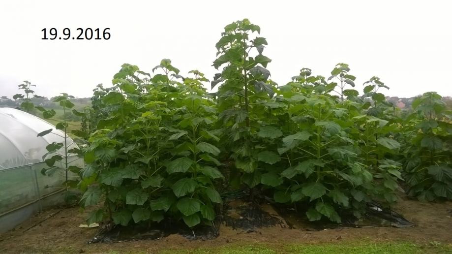 Paulovnija - AKCIJA samo 20 kn