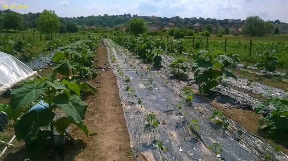 Paulovnija - AKCIJA samo 20 kn