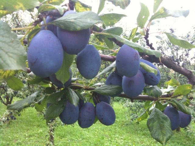 Šljiva Stanley, kalanke,slatke, za jesti pekmez