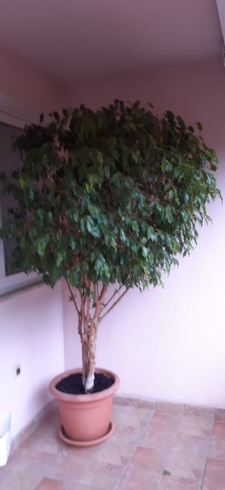 Sobna biljka Benjamin