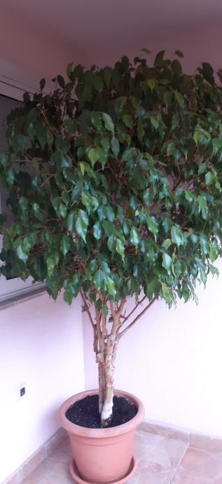 Sobna biljka Benjamin