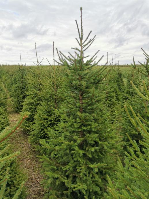 Božićna drvca - PRODAJA
