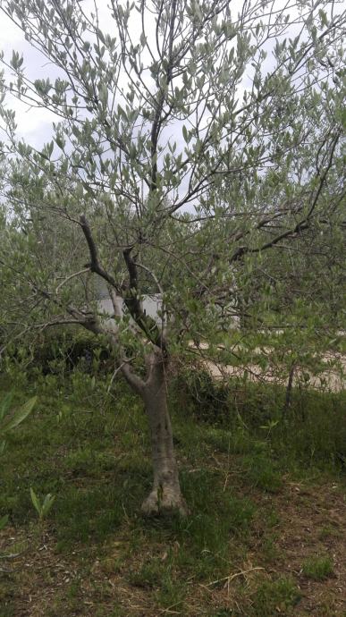 Stabla maslina (kao ukrasno stablo za vaše dvorište)