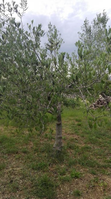 Stabla maslina (kao ukrasno stablo za vaše dvorište)