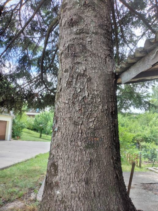 Stablo jele prodajem