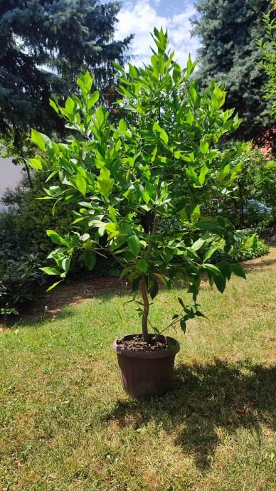 Stablo limuna - prodajem