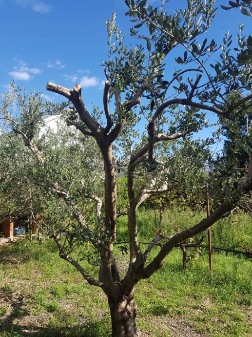 Stablo masline - Talijanke - 15 godina staro