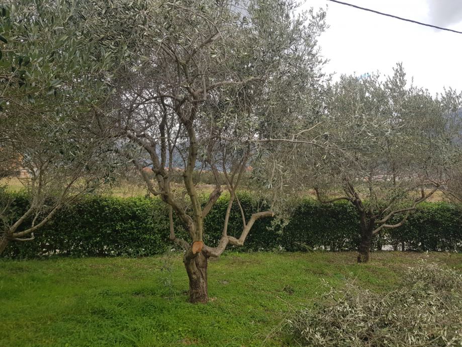 Stablo masline - Talijanke - 15 godina staro