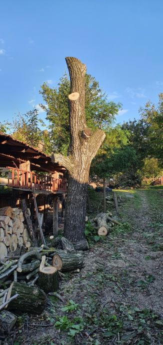 Stablo, drvo, trupac orah 60cm promjera