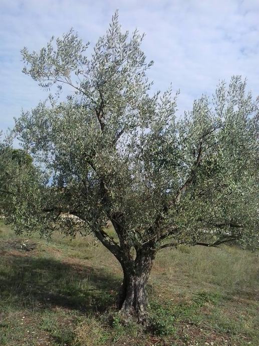 STARA STABLA MASLINA, CIJENA PO DOGOVORU.